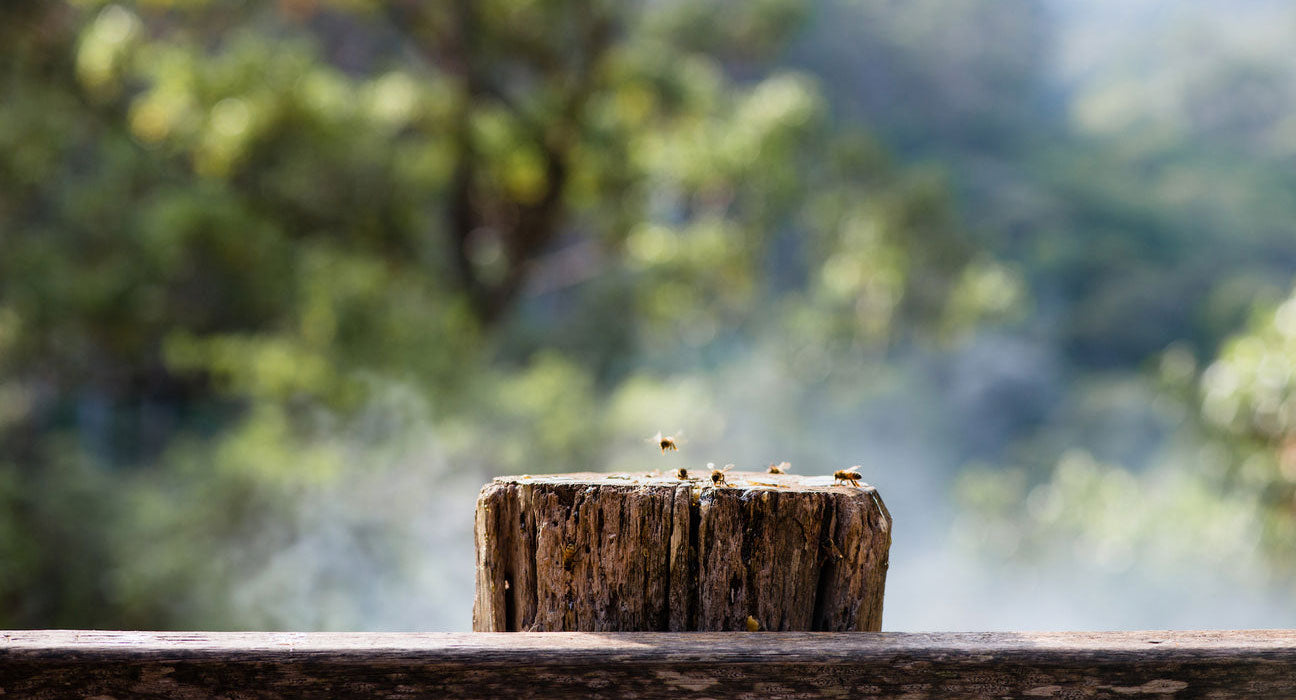 The Rare Honey Company - 100% raw, cold filtered, small batch honey
